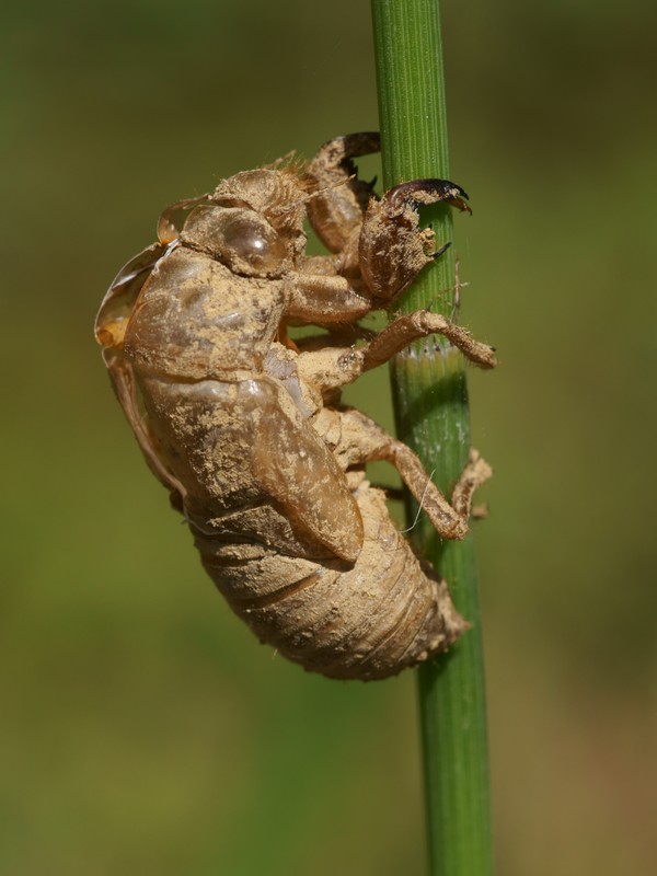 Photo DSC03517R1-h355-080r49.3 - Lyristes plebejus (la Cigale commune ...
