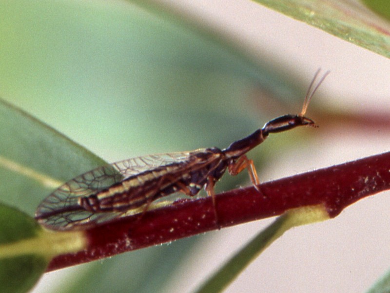 Photo SD-2010.05.09-35R1-b167-080r49.3 .. .. (raphidie) [Raphidiidae ...