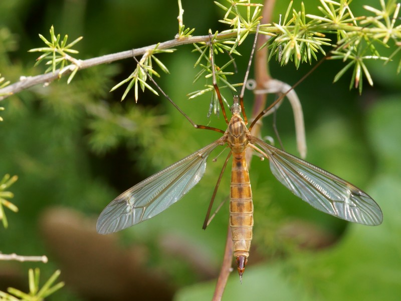 Photo DSC01123R1-b405-080r49.3 - Tipula sp. (tipule) [Tipulidae - DiptÃ ...