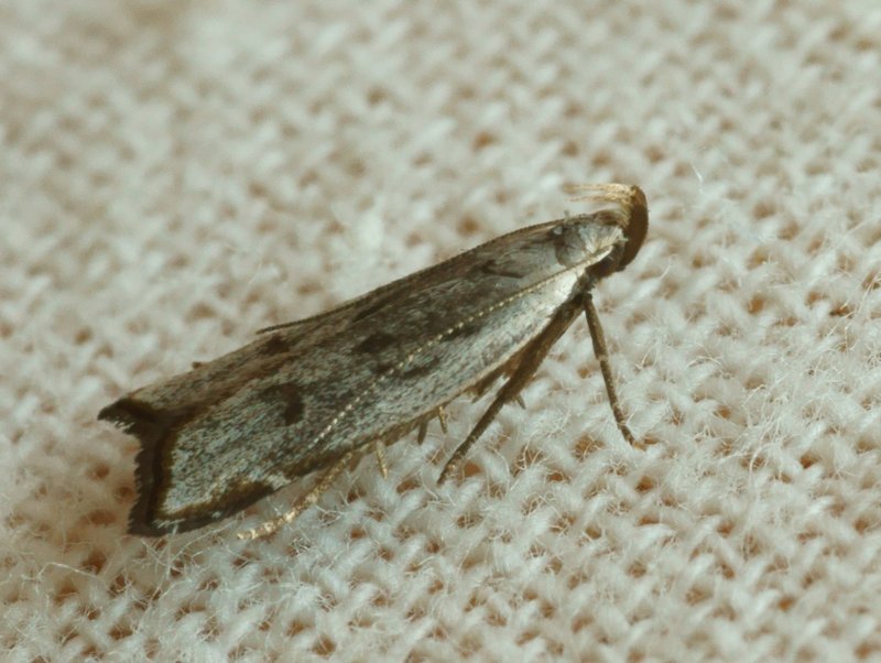 [Dichomeris rasilella] petit papillon gris (élevage) * - Le Monde des ...