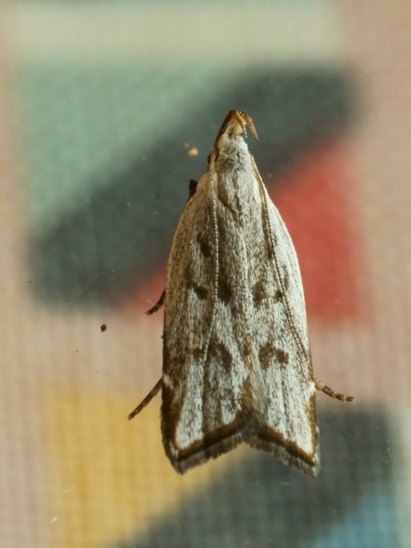[Dichomeris rasilella] petit papillon gris (élevage) * - Le Monde des ...