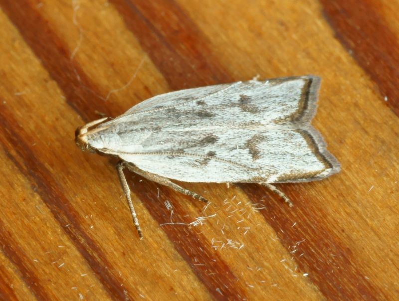 [Dichomeris rasilella] petit papillon gris (élevage) * - Le Monde des ...