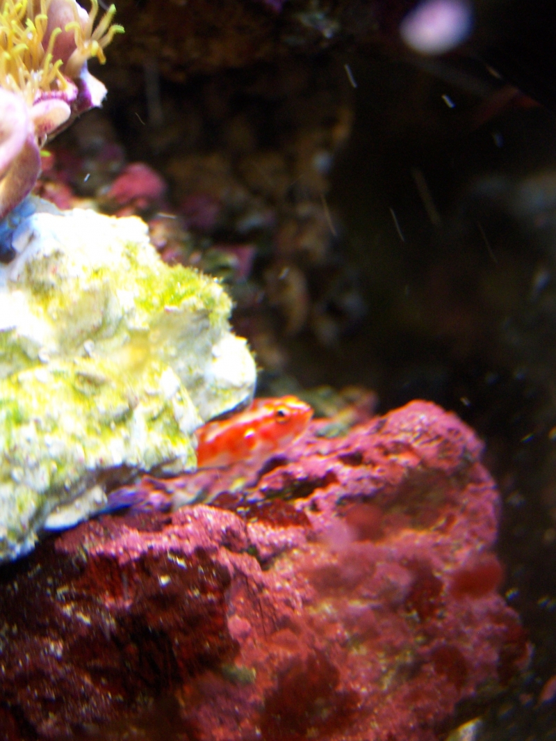 tentative de recifal - Page 3