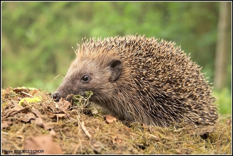 Hérisson (Erinaceus europaeus), photographie animalière par Pierre ...
