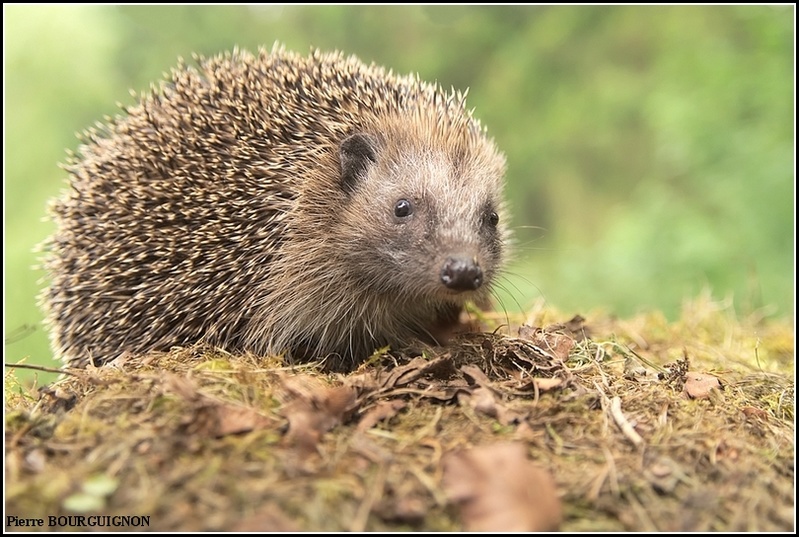Hérisson (Erinaceus europaeus), photographie animalière par Pierre ...