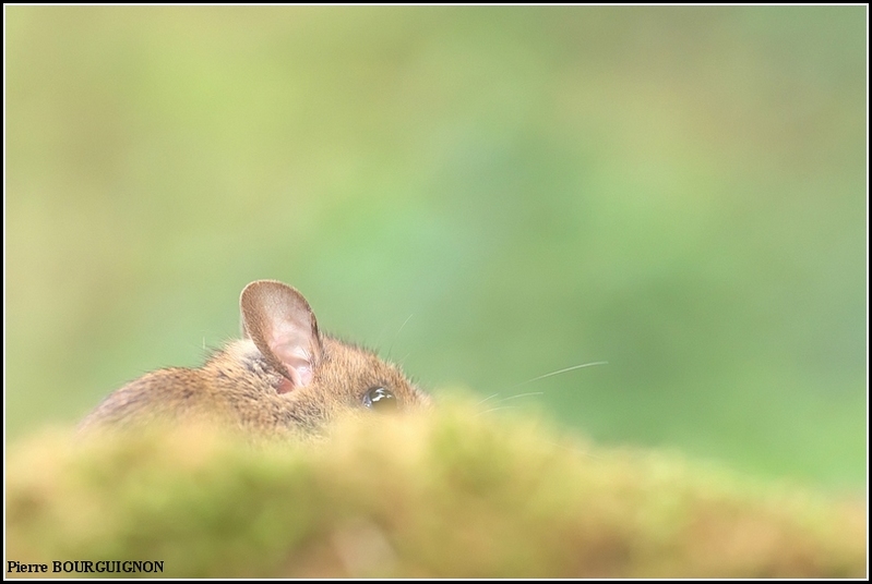 Mulot sylvestre (Apodemus sylvaticus) par Pierre BOURGUIGNON ...