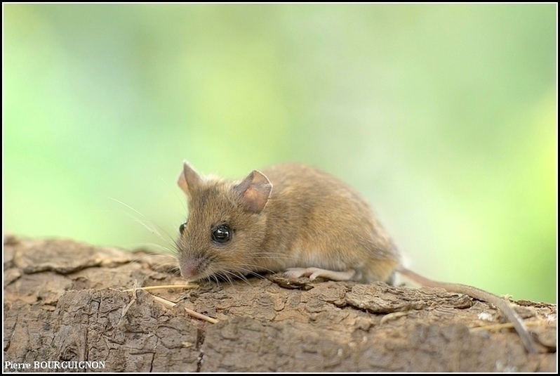 Mulot sylvestre (Apodemus sylvaticus) par Pierre BOURGUIGNON ...