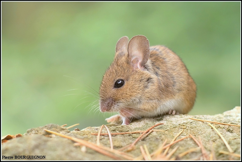 Mulot sylvestre (Apodemus sylvaticus) par Pierre BOURGUIGNON ...