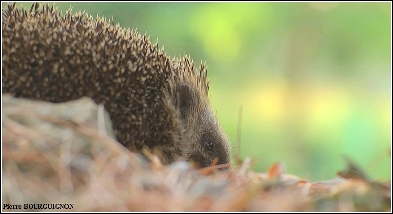 Hérisson (Erinaceus europaeus), photographie animalière par Pierre ...
