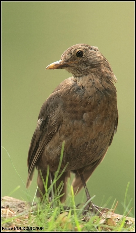 Merle noir (Turdus merula), photographie animalière par Pierre ...