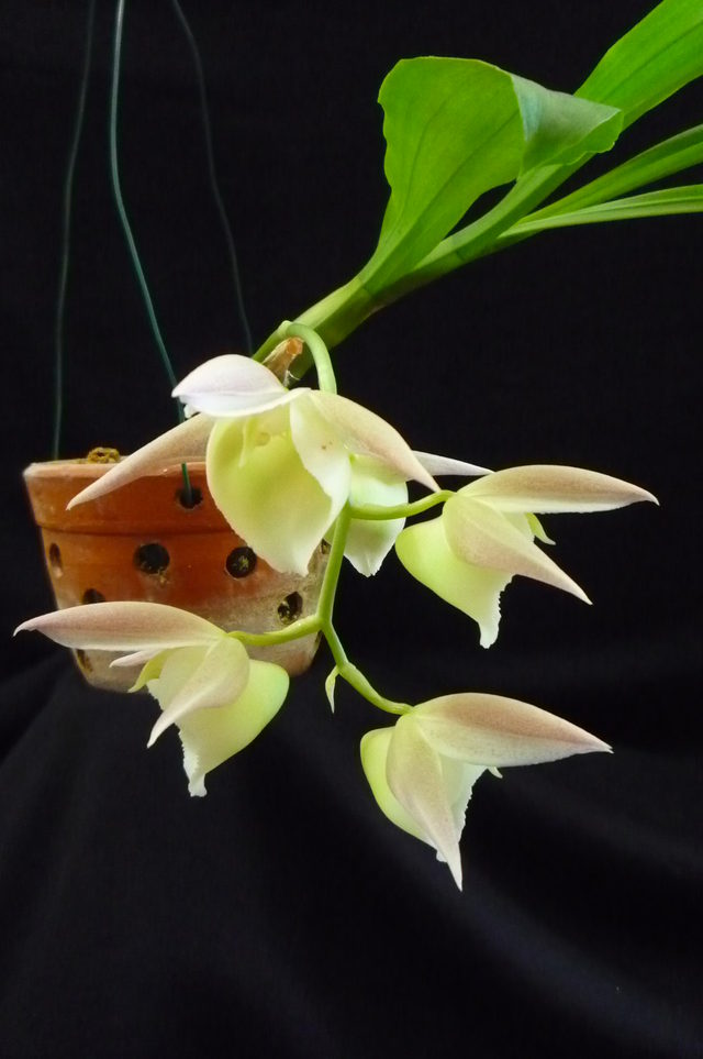 Catasetum pileatum Pierre Couret x expansum