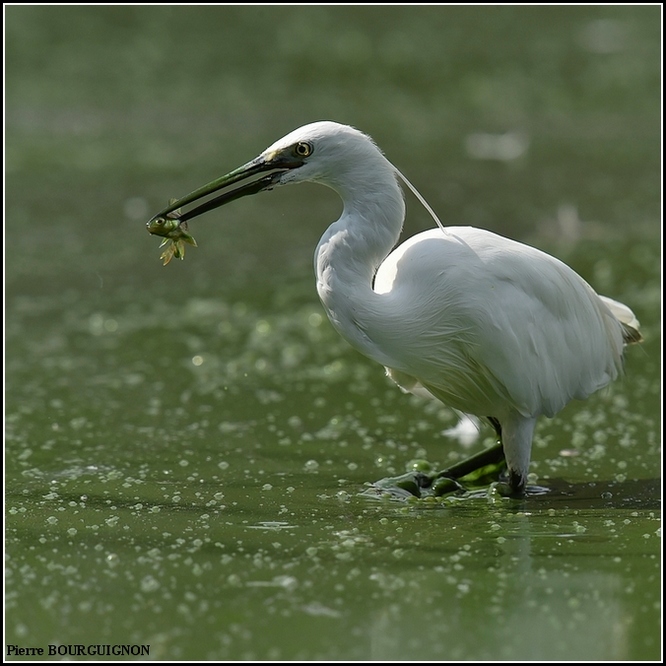 Aigrette garzette (Egretta garzetta) par Pierre BOURGUIGNON ...