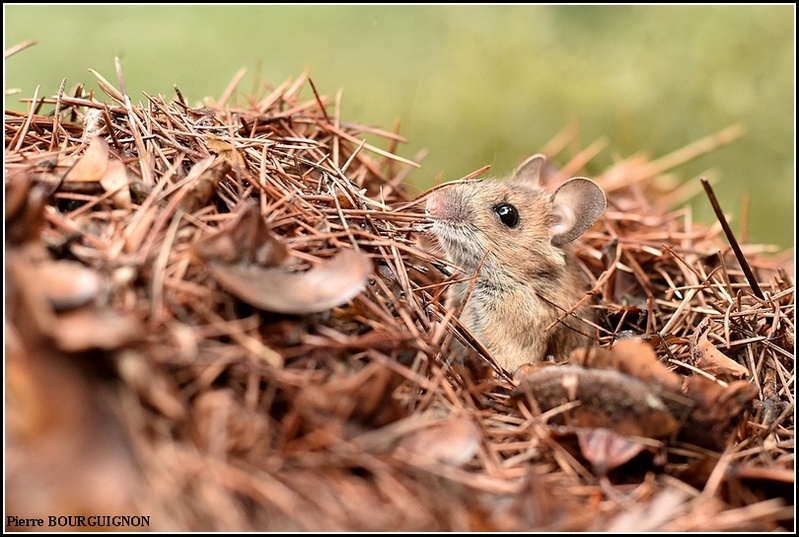 Mulot sylvestre (Apodemus sylvaticus) par Pierre BOURGUIGNON ...