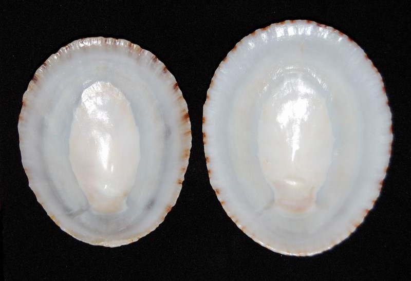 Cymbula safiana (Lamarck, 1819)