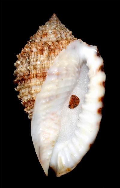 Morum grande (A. Adams, 1855)