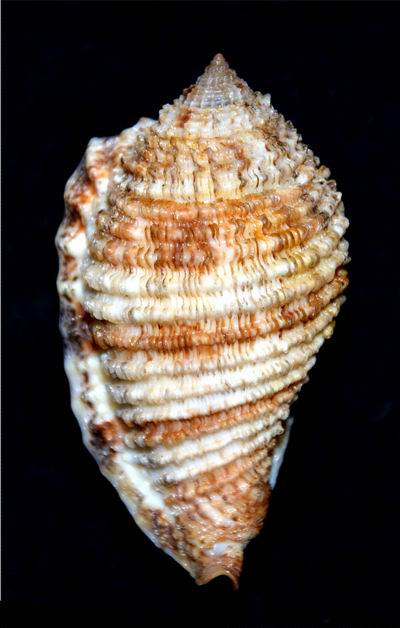 Morum grande (A. Adams, 1855)