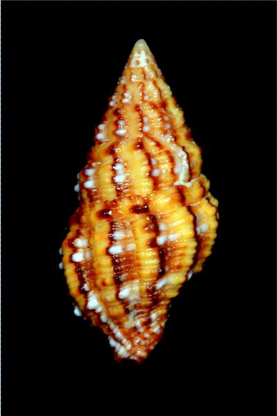 Peristernia lirata (Pease, 1868)