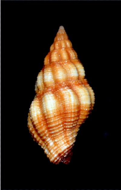 Peristernia ustulata (Reeve, 1847)