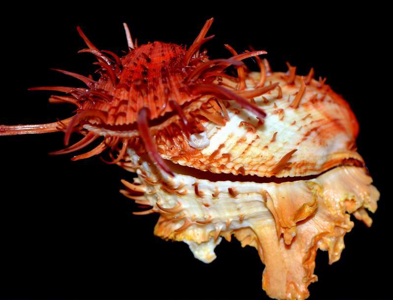 Spondylus americanus Hermann, 1781