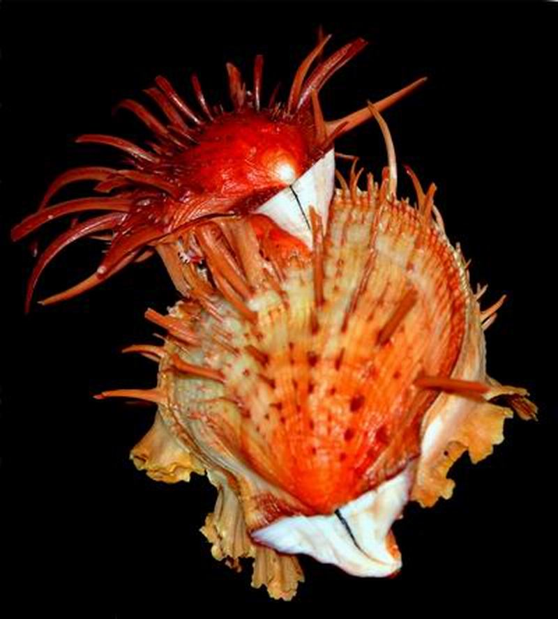 Spondylus americanus Hermann, 1781