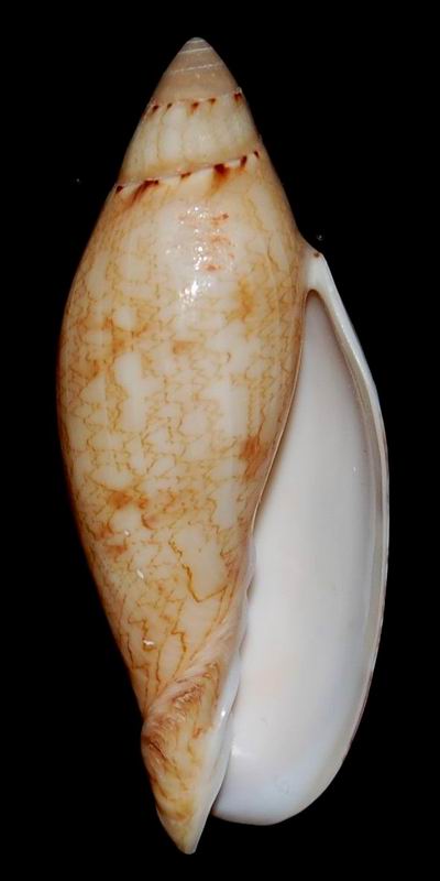 Amoria turneri newmanae Cotton, 1949